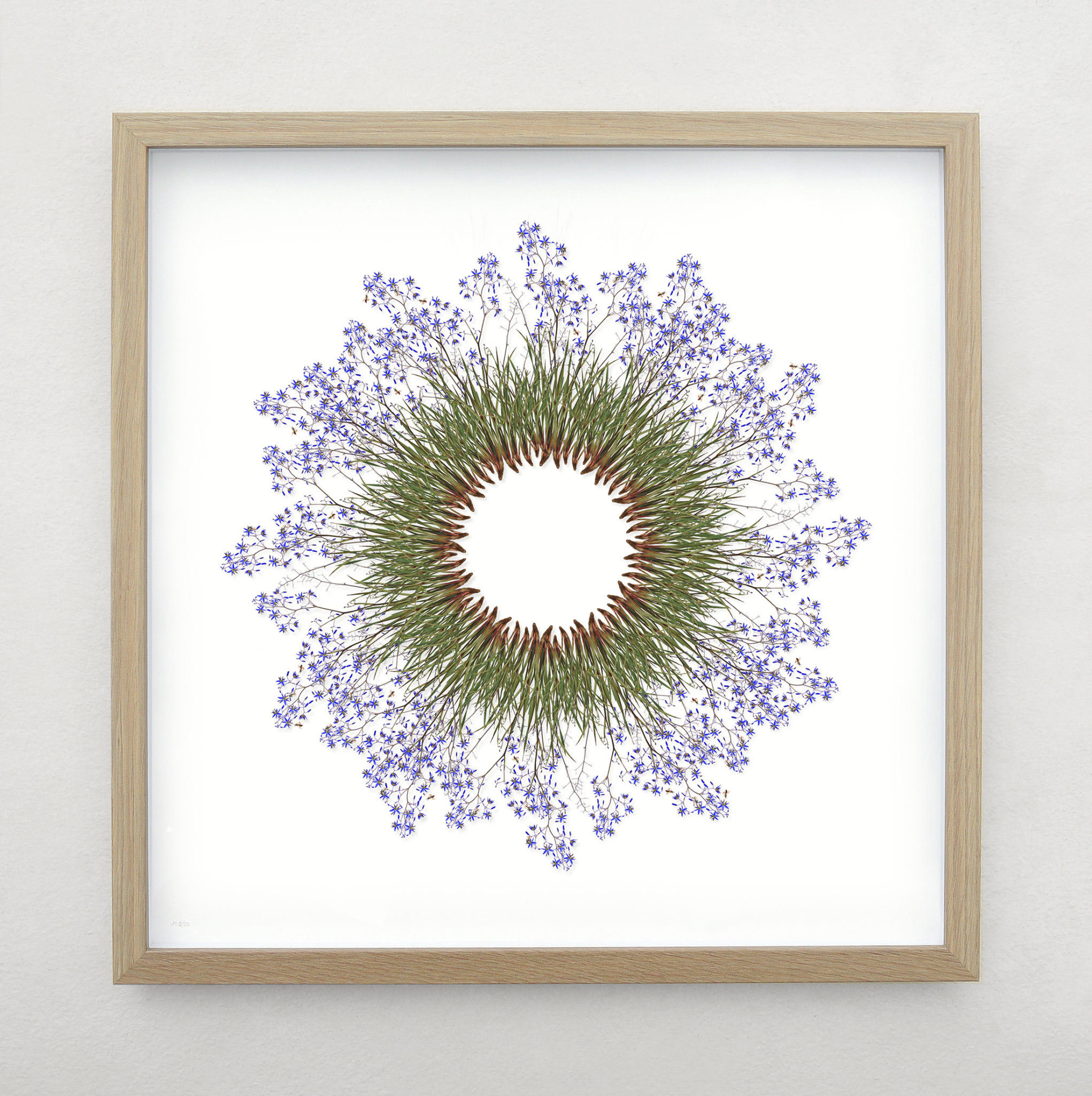 Nodding Blue Lily - Workshopped