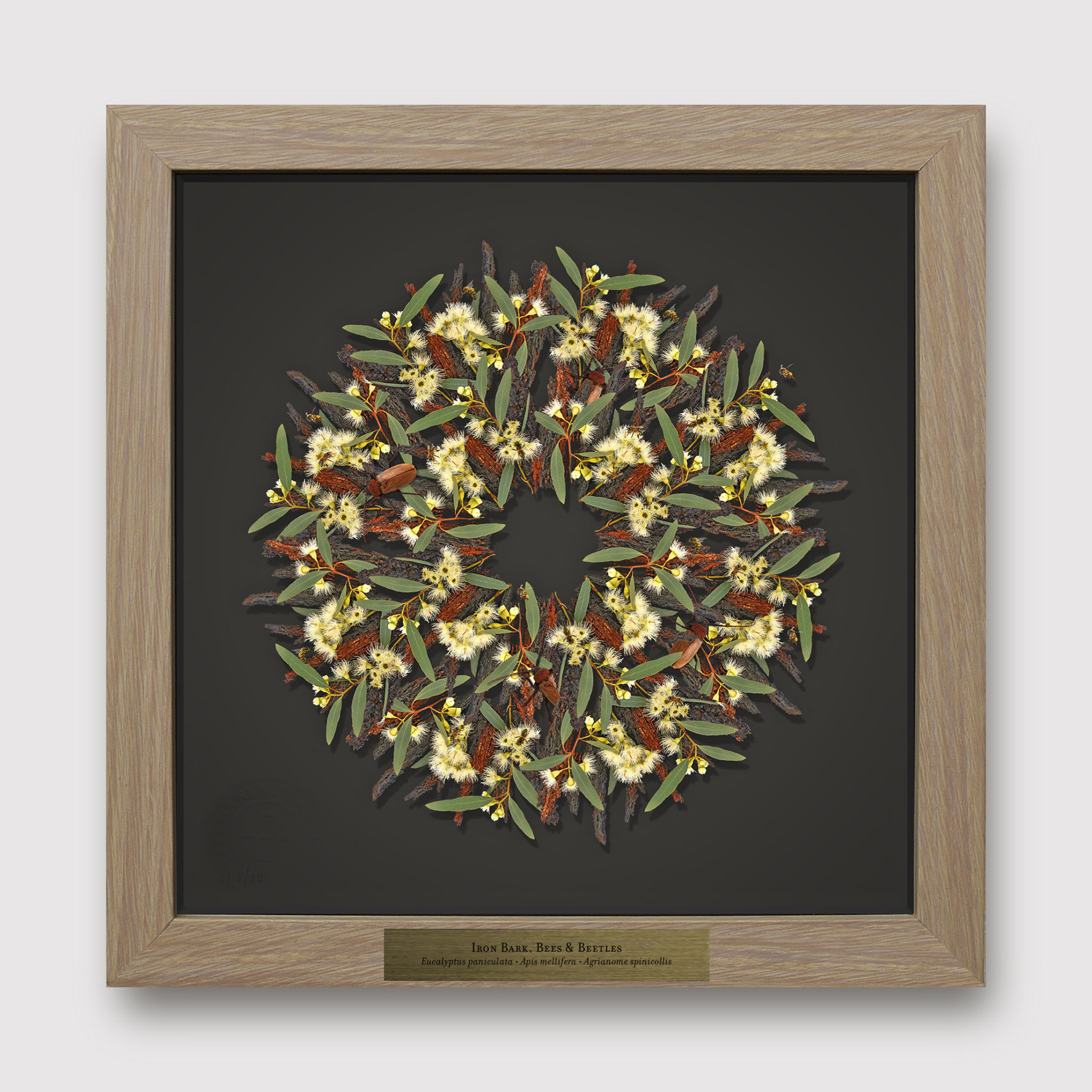 Diamond fire tail Finches Nesting in Ribbon Gum – Workshopped