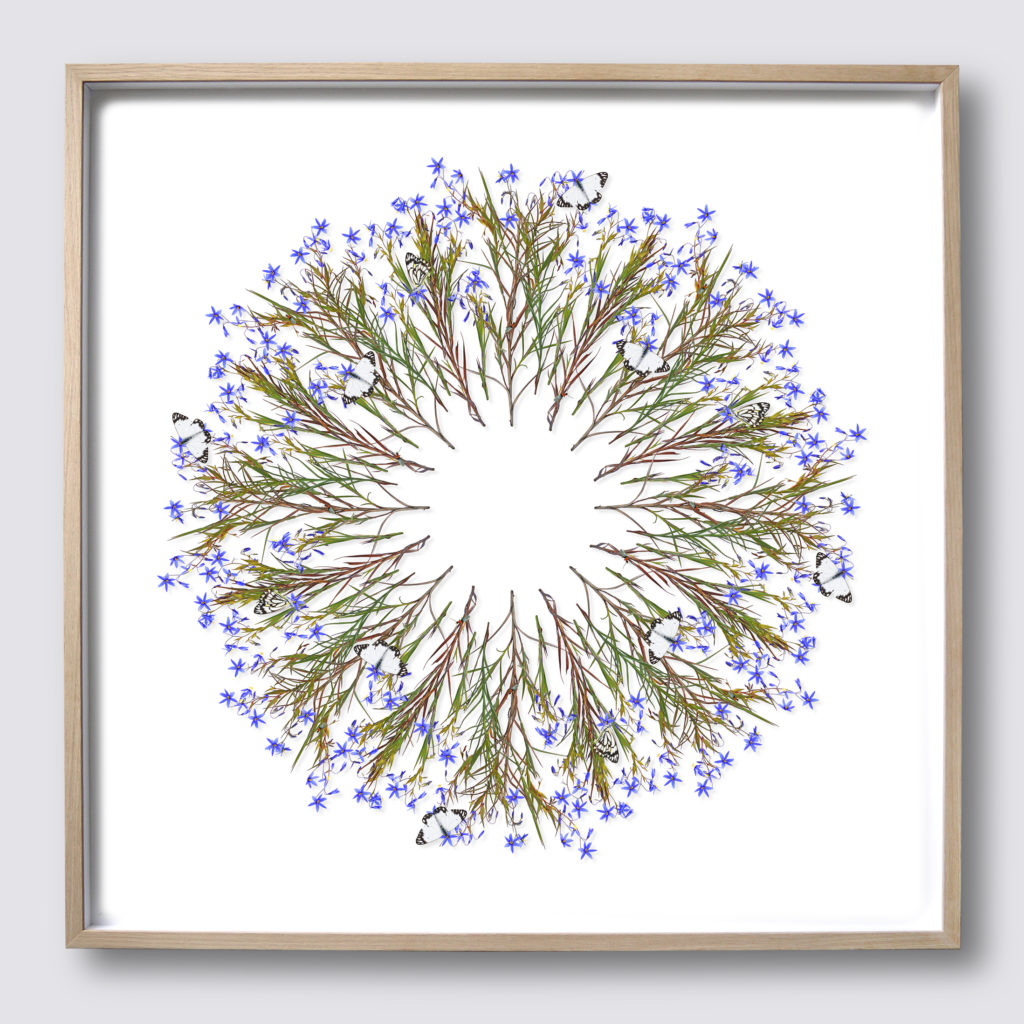 Nodding Blue Lily – Workshopped
