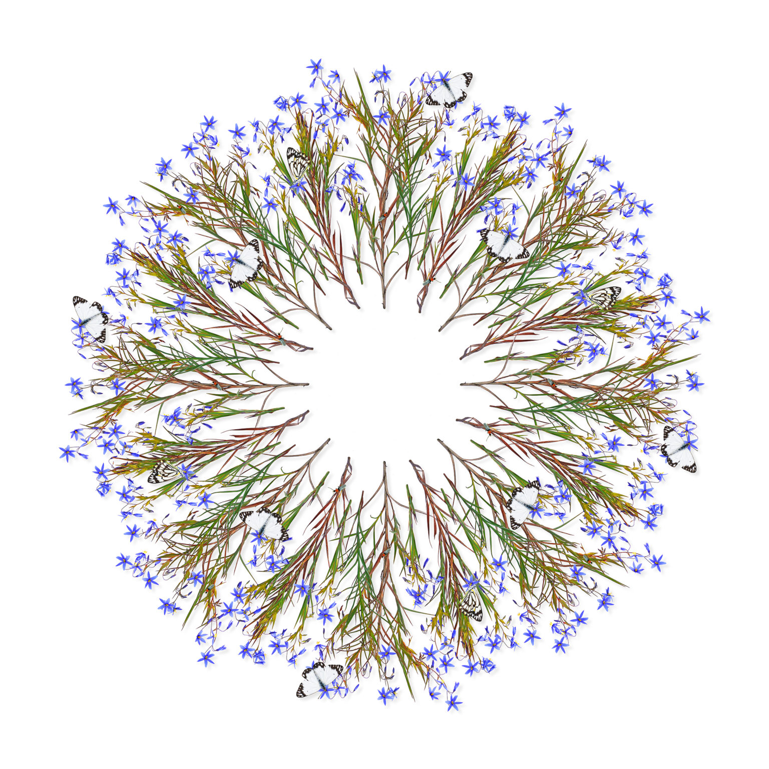 Nodding Blue Lily – Workshopped