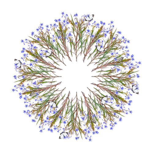 Nodding Blue Lily – Workshopped