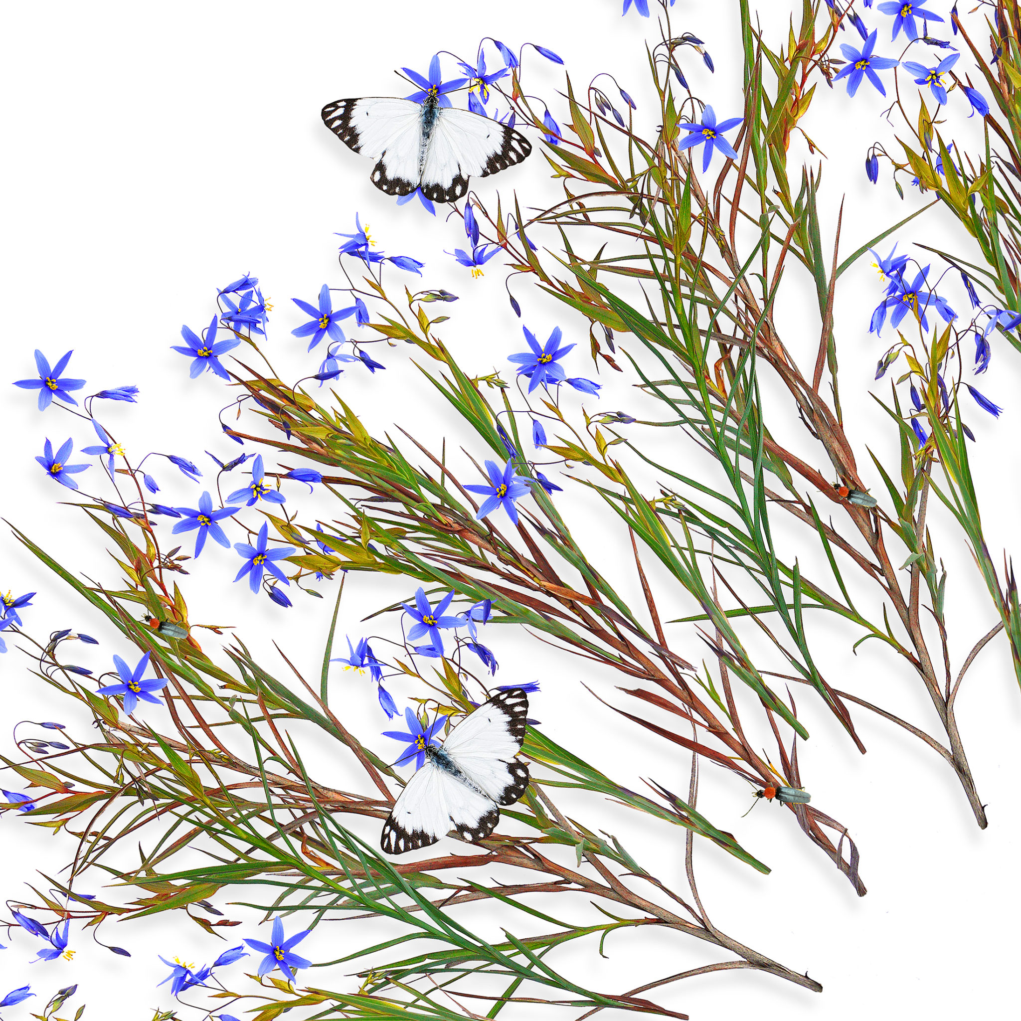 Nodding Blue Lily – Workshopped