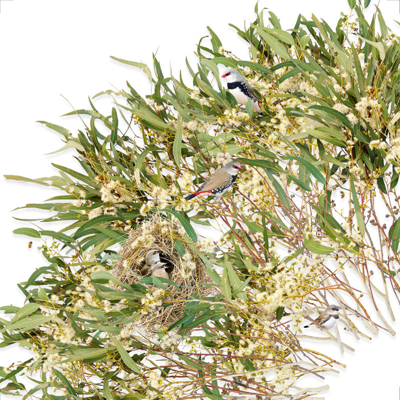 Diamond fire tail Finches Nesting in Ribbon Gum – Workshopped