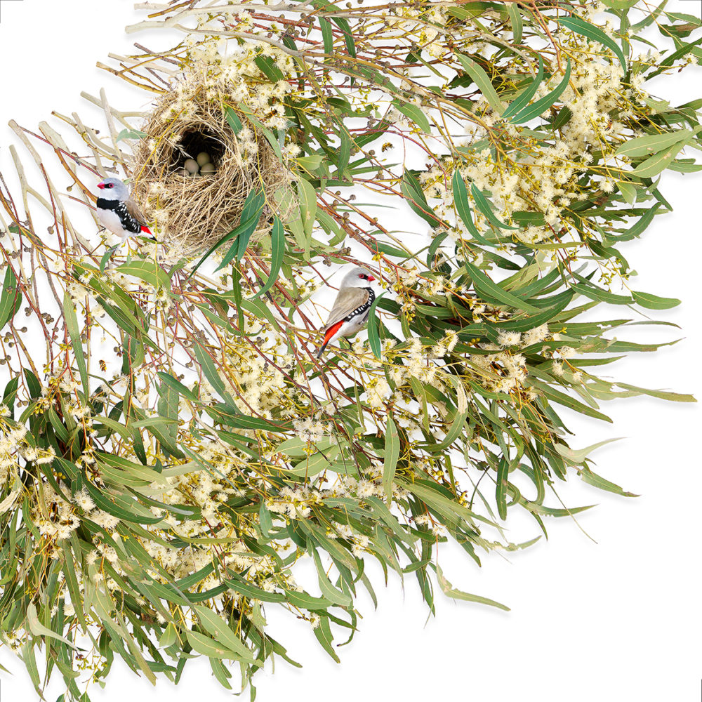 Diamond fire tail Finches Nesting in Ribbon Gum – Workshopped