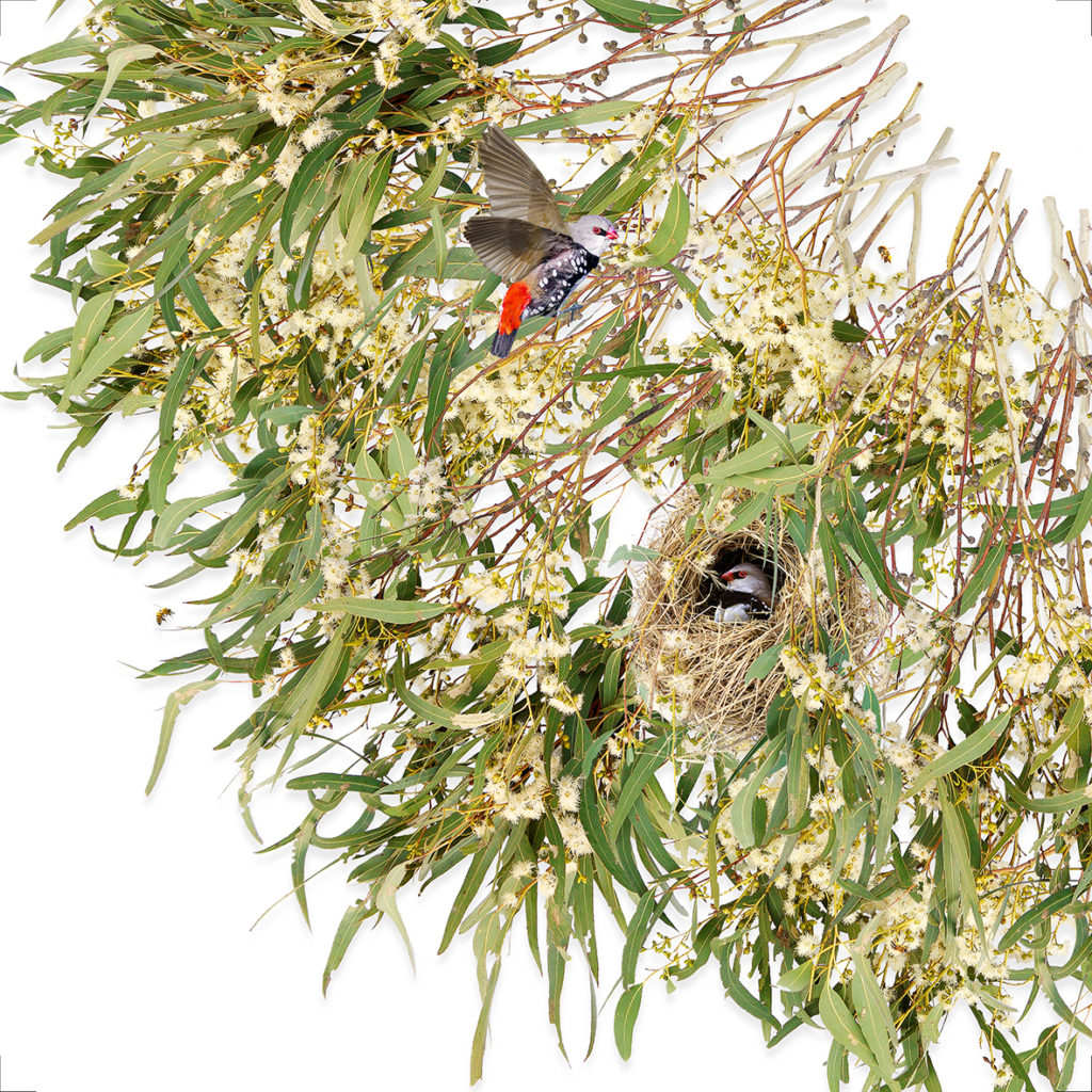 Diamond fire tail Finches Nesting in Ribbon Gum – Workshopped