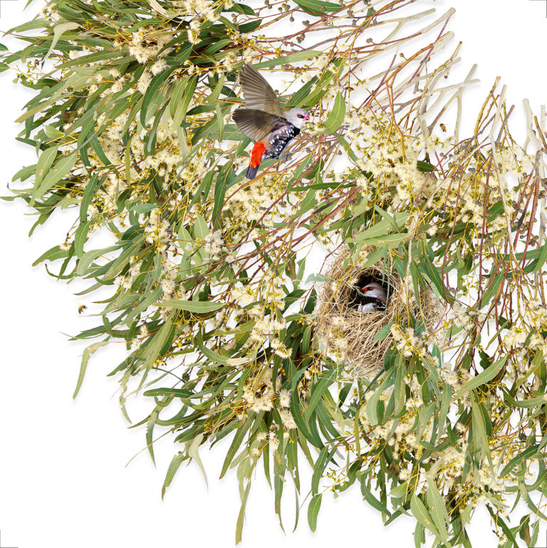 Diamond fire tail Finches Nesting in Ribbon Gum – Workshopped